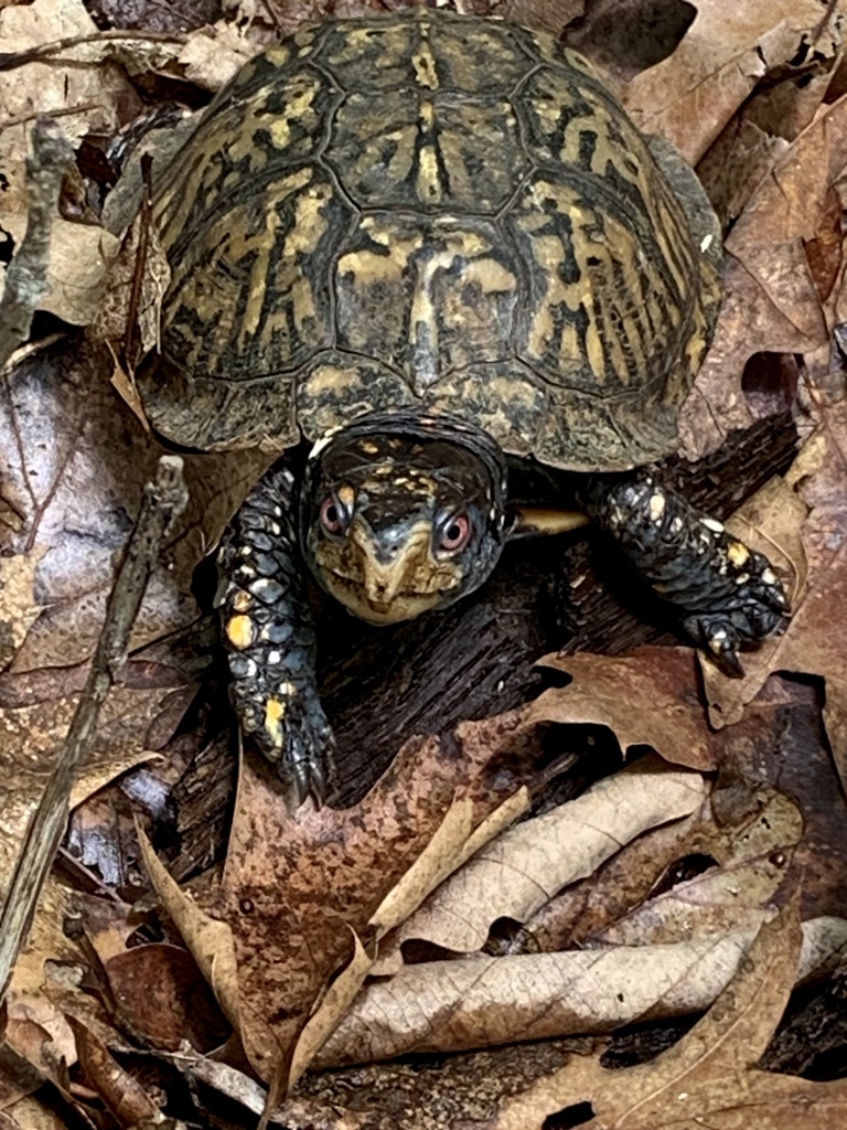 Eastern Box Turtle in May 2024 by Susan Jane Clonch Ryan · iNaturalist