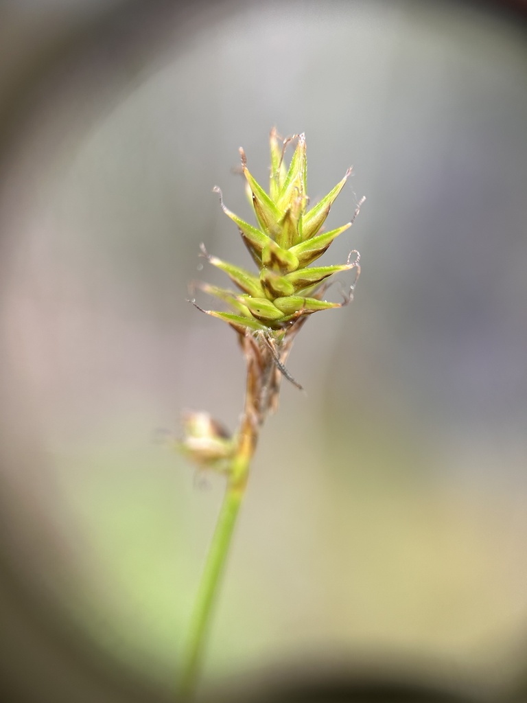 meager sedge in May 2024 by Taylor Sturm · iNaturalist