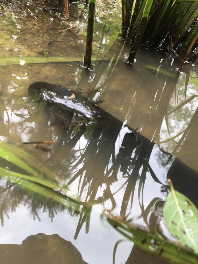 Western Lesser Siren from Houston Arboretum & Nature Center, Houston ...