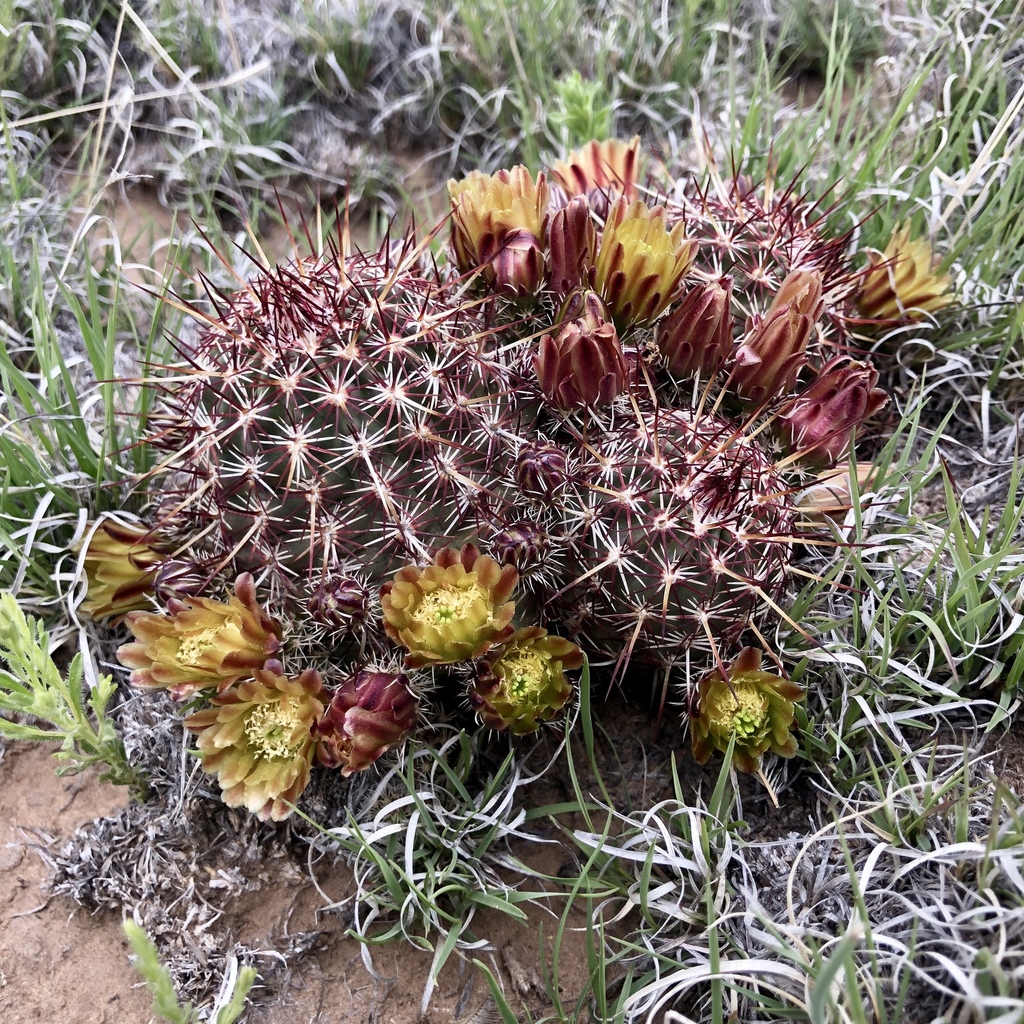 Green-flower Hedgehog Cactus from 1–77 Negra Trail, Moriarty, NM, US on ...