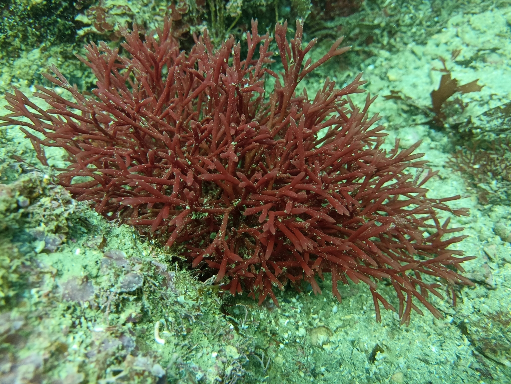 Amphiroa from Hermosillo, MX-SO, MX on May 19, 2024 at 09:54 AM by Juan ...