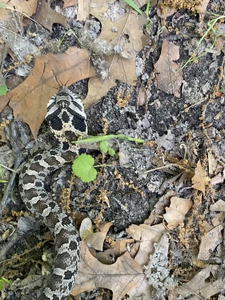 Eastern Hognose Snake from Indiana Dunes National Park, Chesterton, IN ...
