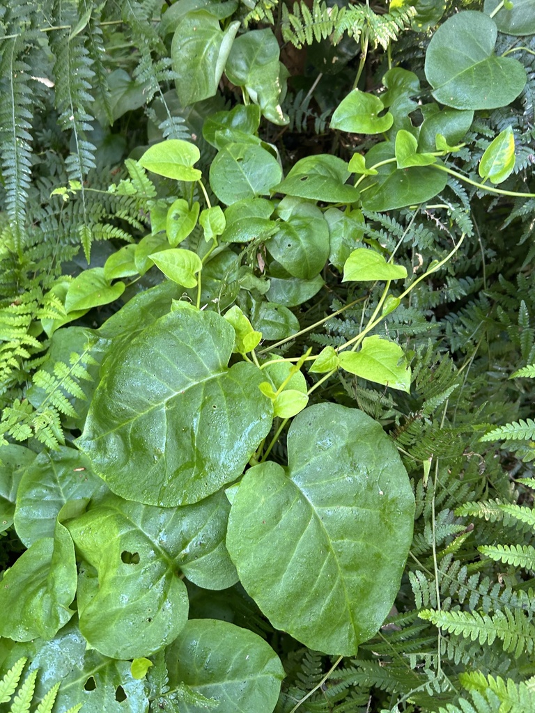 Mignonette vine from Karawatha Forest Park Area, Stretton, QLD, AU on ...
