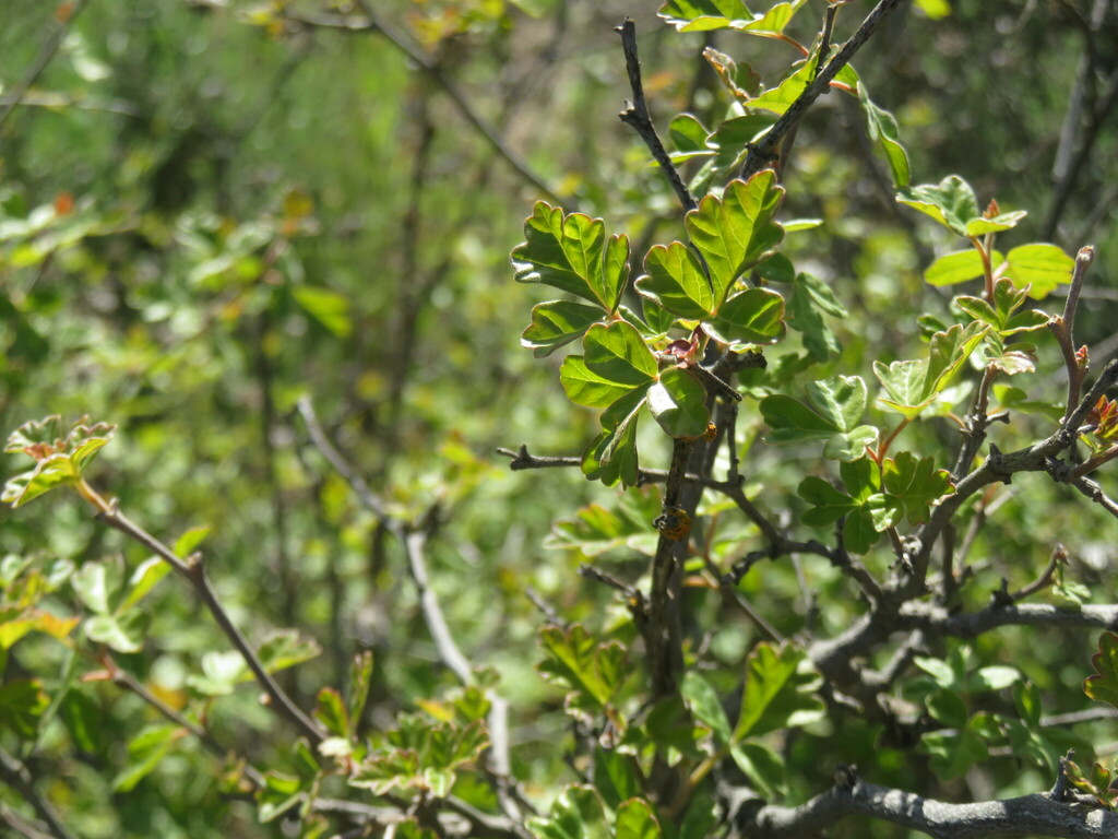 fragrant sumac from Riverside County, CA, USA on March 26, 2024 at 04: ...