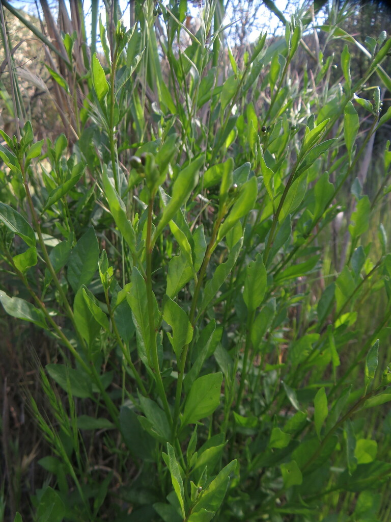 Parish's nightshade from Riverside County, CA, USA on March 26, 2024 at ...