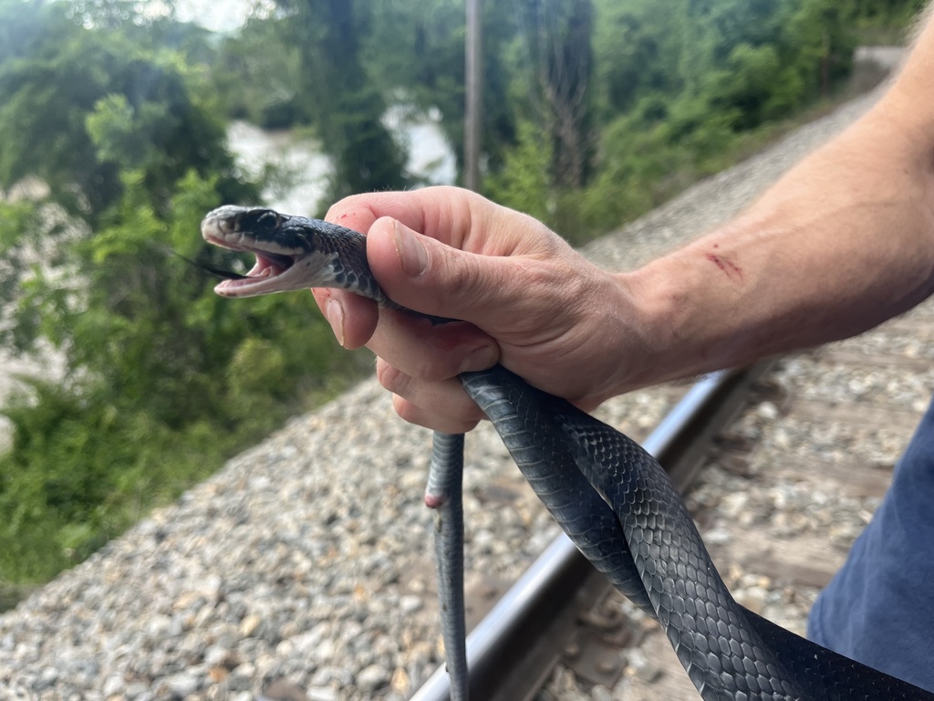Northern Black Racer in May 2024 by Ryan Lubbers · iNaturalist