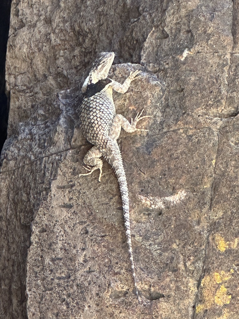 Crevice Spiny Lizard from Durango, Dgo., MX on May 19, 2024 at 12:16 PM ...