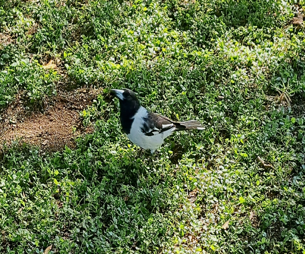 Pied Butcherbird from Cornwall St at Rusk Street, stop 14a, Annerley ...