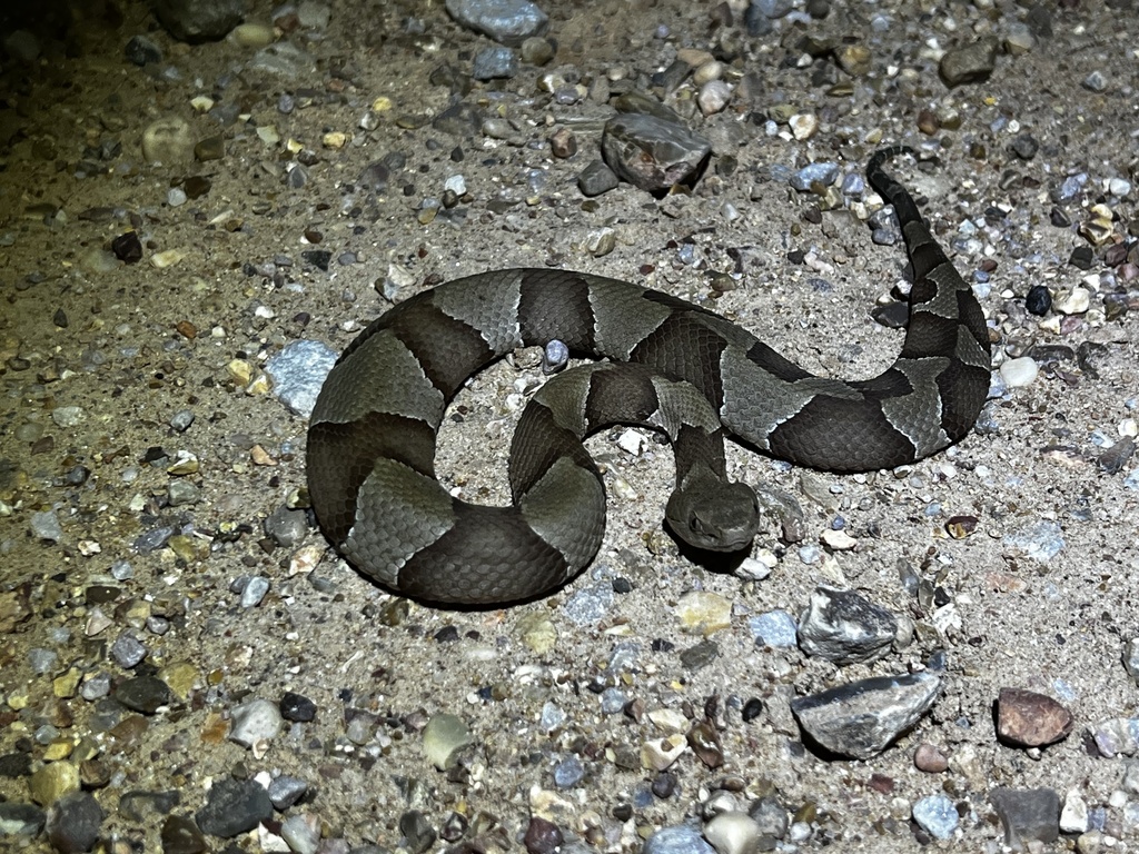 Broad-banded Copperhead in May 2024 by Ian Meloni. AOR · iNaturalist