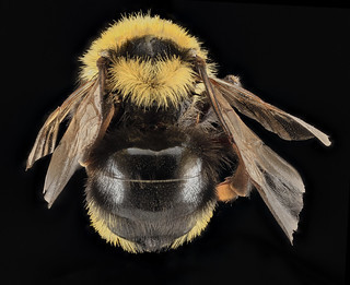 INSURALIS (Indiscriminate Cuckoo Bumble Bee) (Bumble Bees of ...