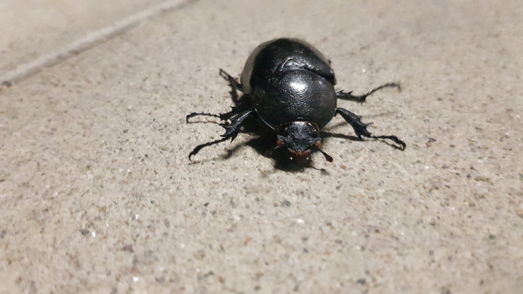 Scarabs, Stag Beetles, and Allies from The Gap QLD 4061, Australia on ...