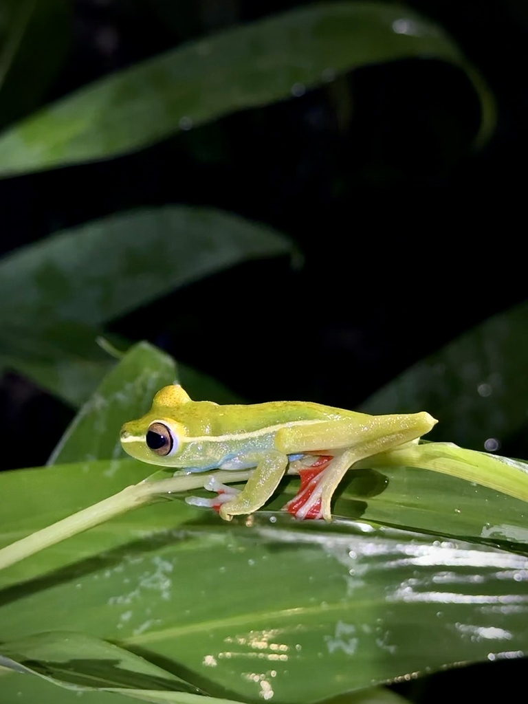 Red-webbed Tree Frog from Pueblo Rico, Pueblo Rico, Risaralda, CO on ...