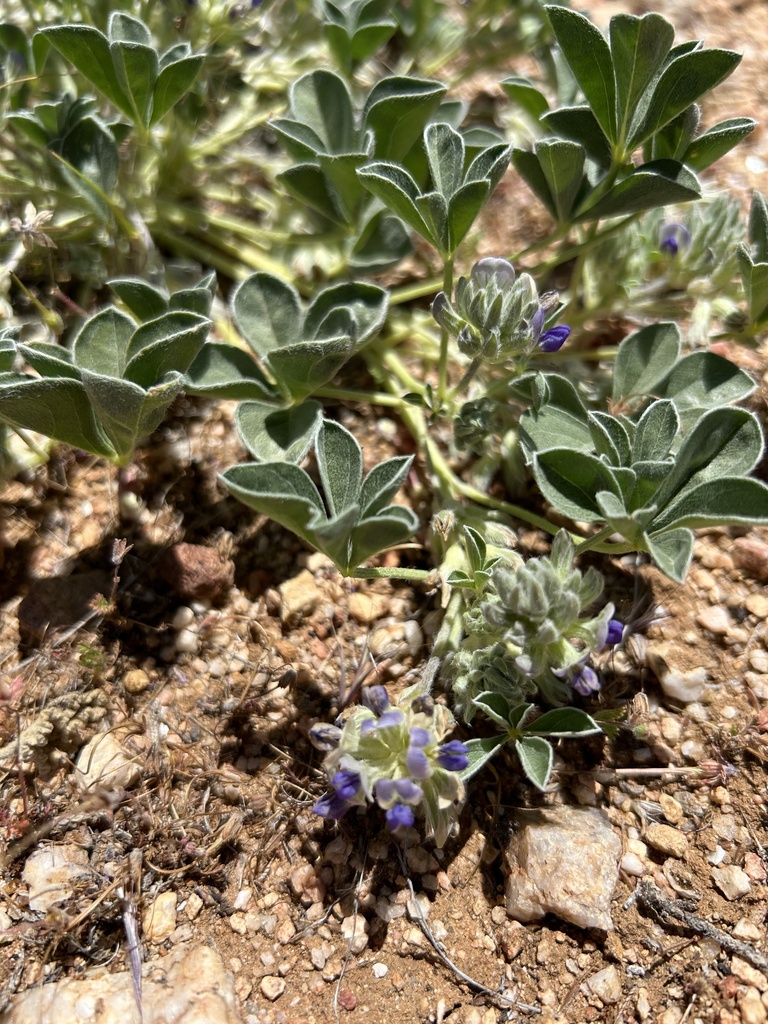 California Indian breadroot from Santa Rosa and San Jacinto Mountains ...