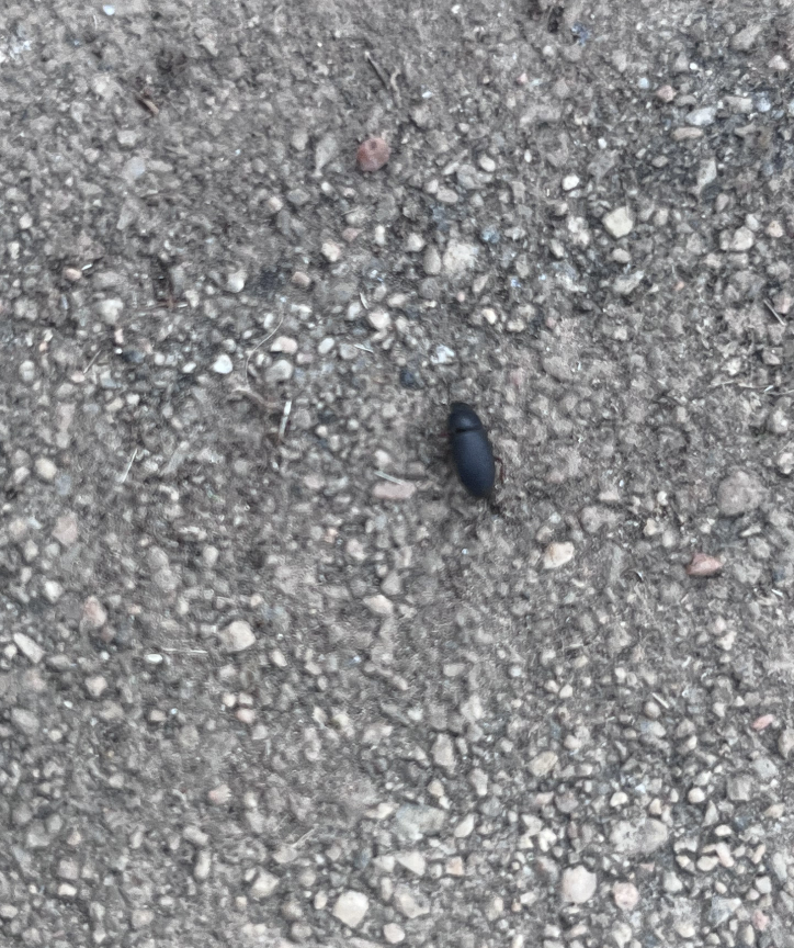 Crypticus quisquilius from 13130 Tierra Canyon Dr, Moreno Valley, CA ...