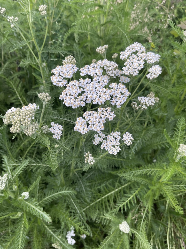 common yarrow from Vancouver, WA, 98661 USA on May 19, 2024 at 07:10 PM ...
