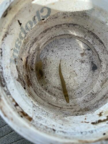 avnj's Identifications · iNaturalist