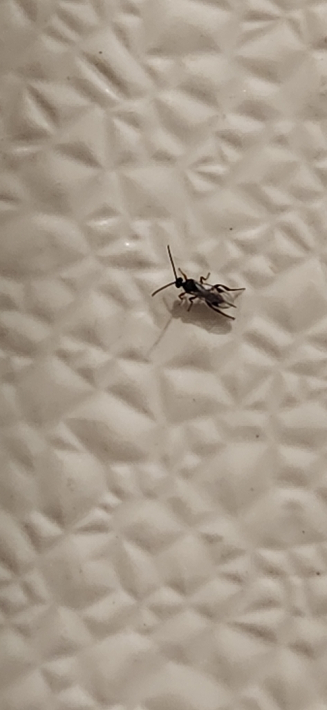 Cabbage White Parasitoid Wasp from Goodwell, OK 73939, USA on May 19 ...