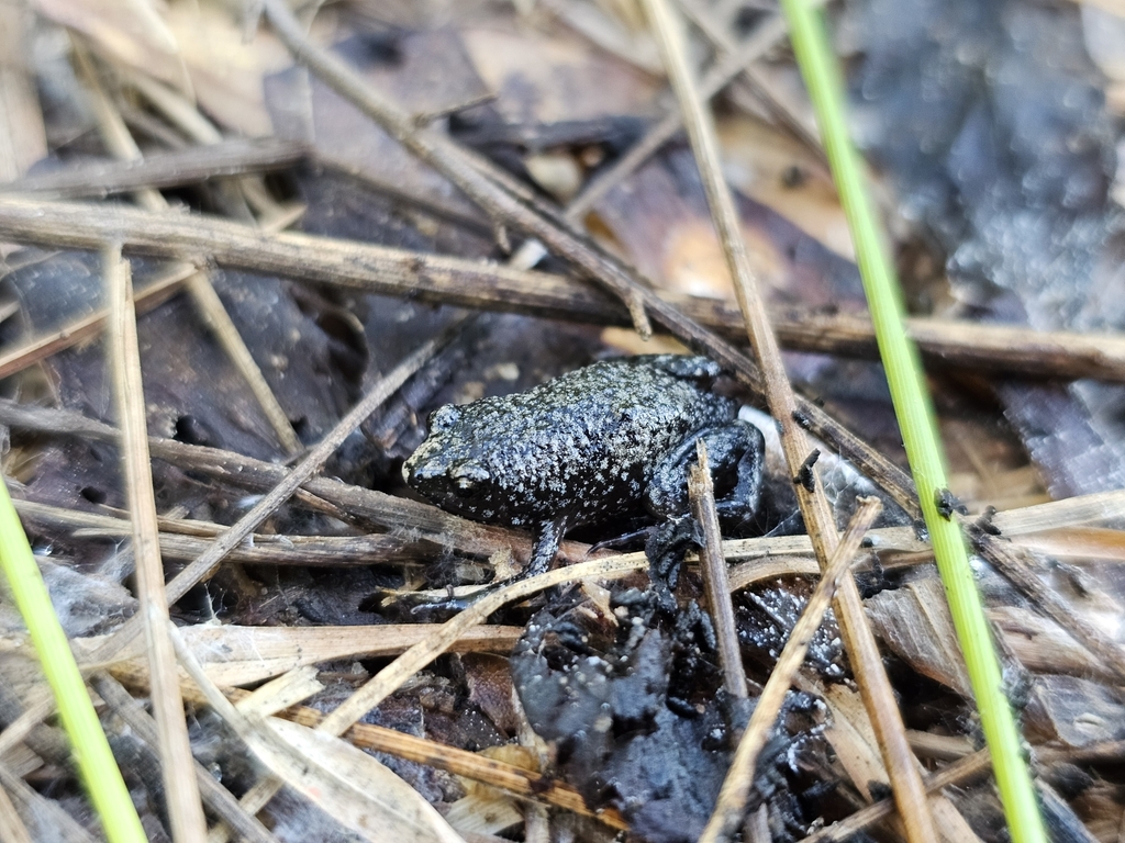 Eastern Narrow-mouthed Toad in May 2024 by ilikebugss · iNaturalist