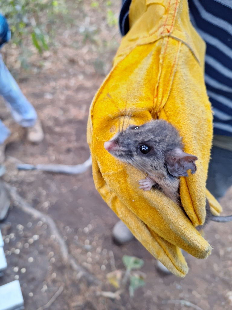 Rock Mouse from 74335 Pue., México on April 2, 2024 at 07:48 AM by ...