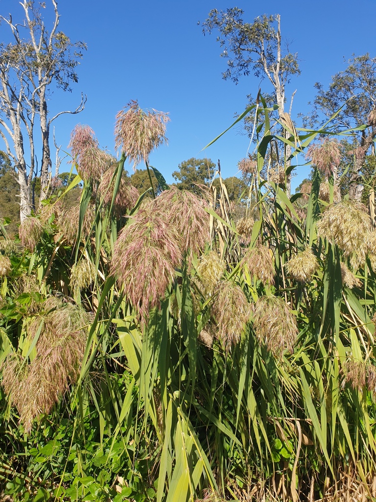 common reed from Lytton QLD 4178, Australia on May 20, 2024 at 11:09 AM ...