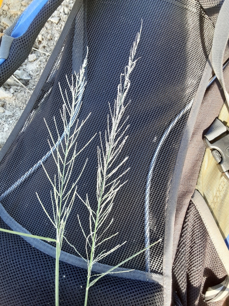 sprangletop from Inkerman QLD 4806, Australia on May 20, 2024 at 03:39 ...