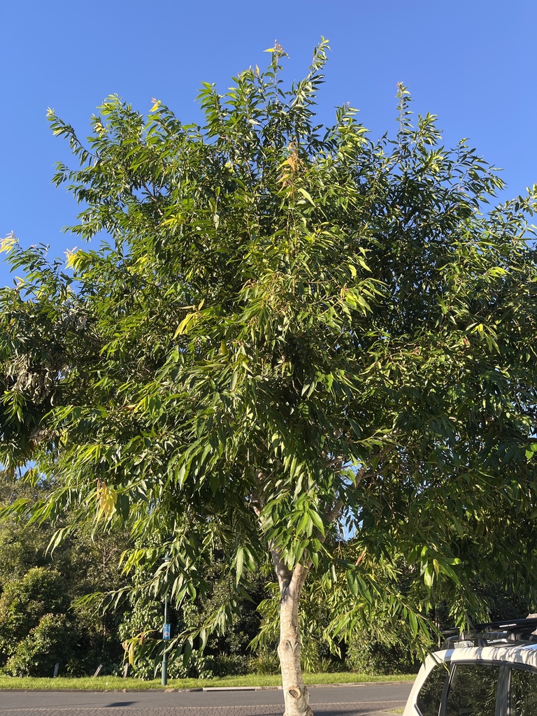 weeping lilli pilli from Rod Smith Drive, Coes Creek, QLD, AU on May 20 ...