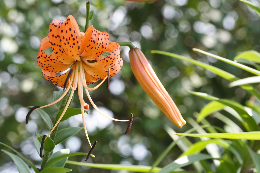 true lilies from Cherokee County, KS, USA on July 8, 2011 by Will ...