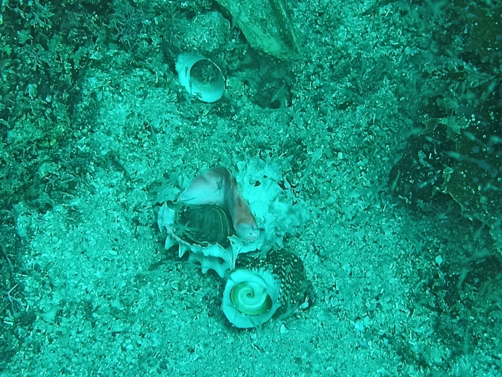 Pink-mouthed Murex from México on May 19, 2024 at 10:06 AM by Marcos E ...