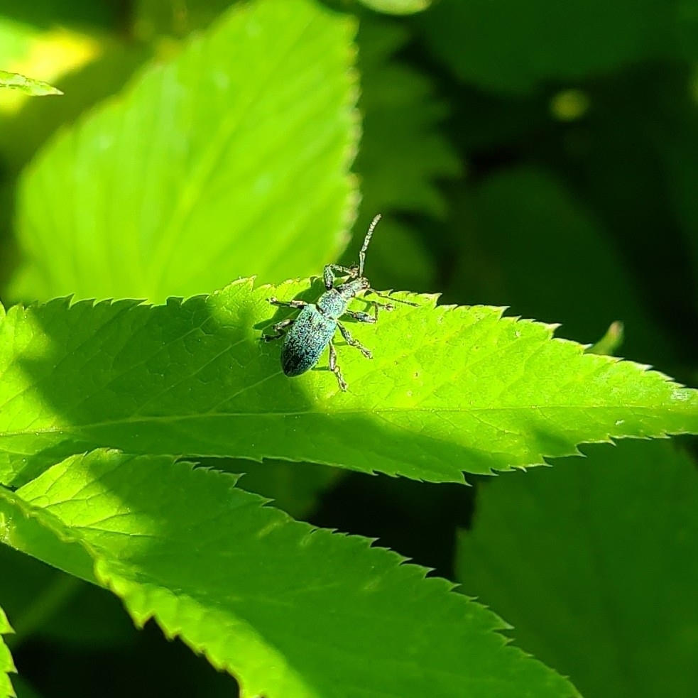 Phyllobius from Hibiscus Tiny Forest, Willenhall on May 19, 2024 at 03: ...