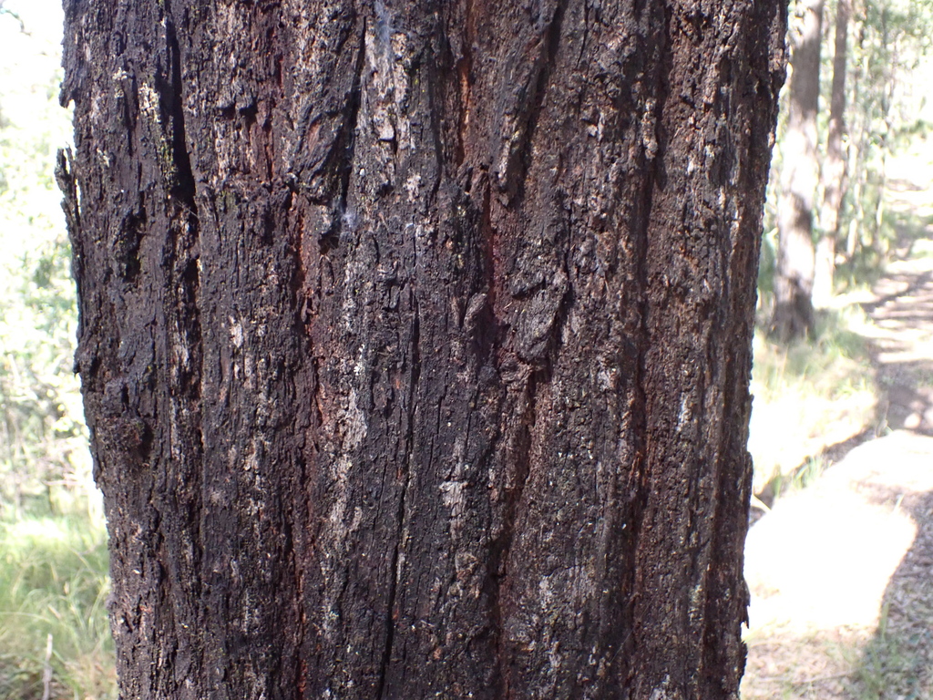 Northern Grey Ironbark from Gold Coast QLD, Australia on May 20, 2024 ...