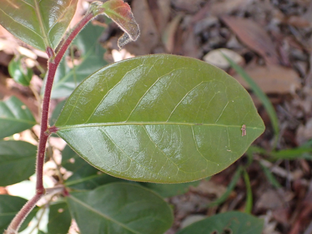 Umbrella Cheese Tree from Gold Coast QLD, Australia on May 20, 2024 at ...