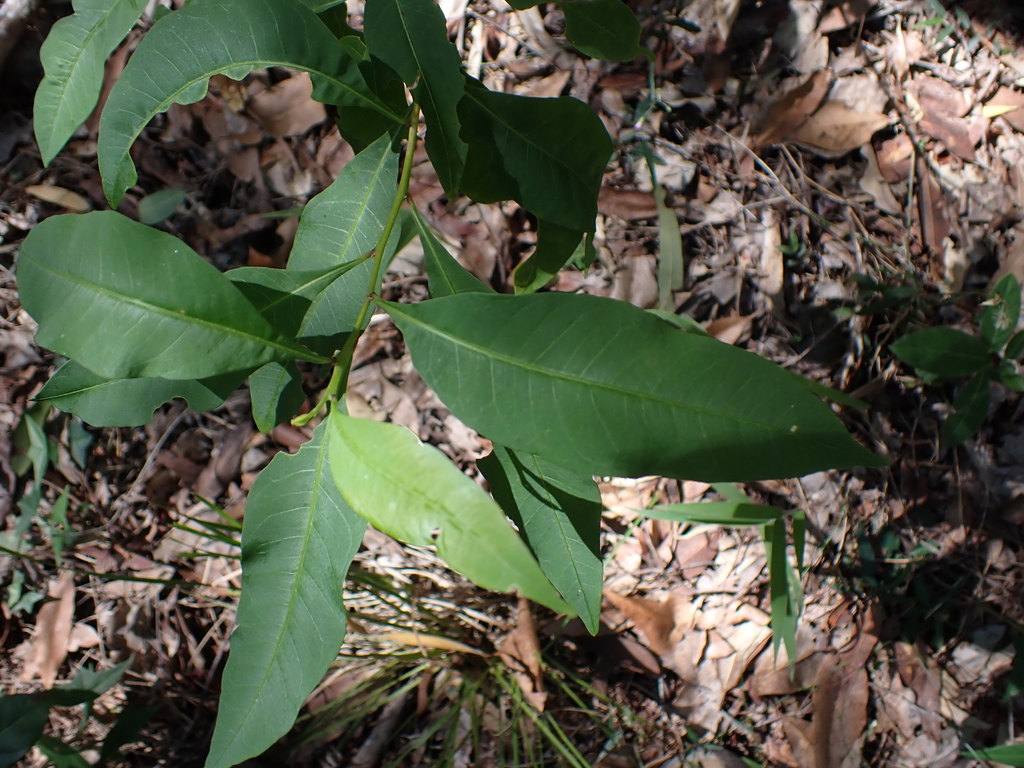 Common Hop Bush from Gold Coast QLD, Australia on May 20, 2024 at 11:05 ...