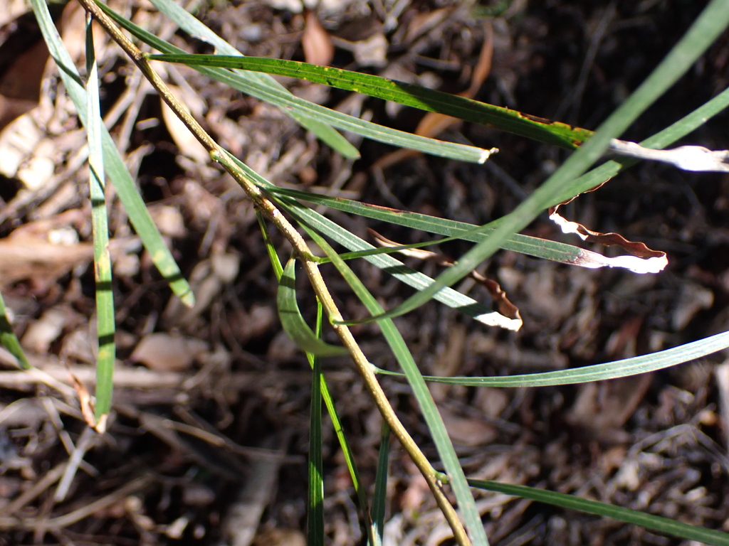Long leaf Wattle from Gold Coast QLD, Australia on May 20, 2024 at 11: ...