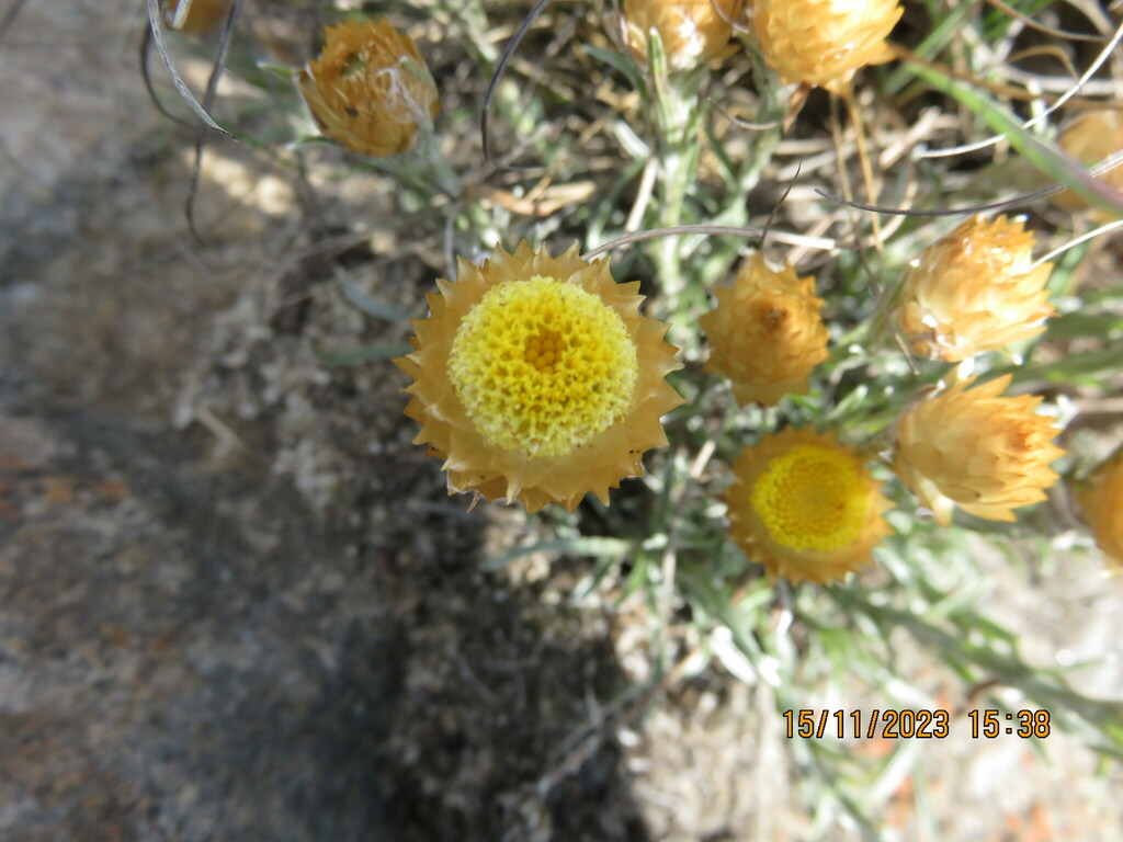 Dwarf Everlasting from Nkangala District Municipality, South Africa on ...