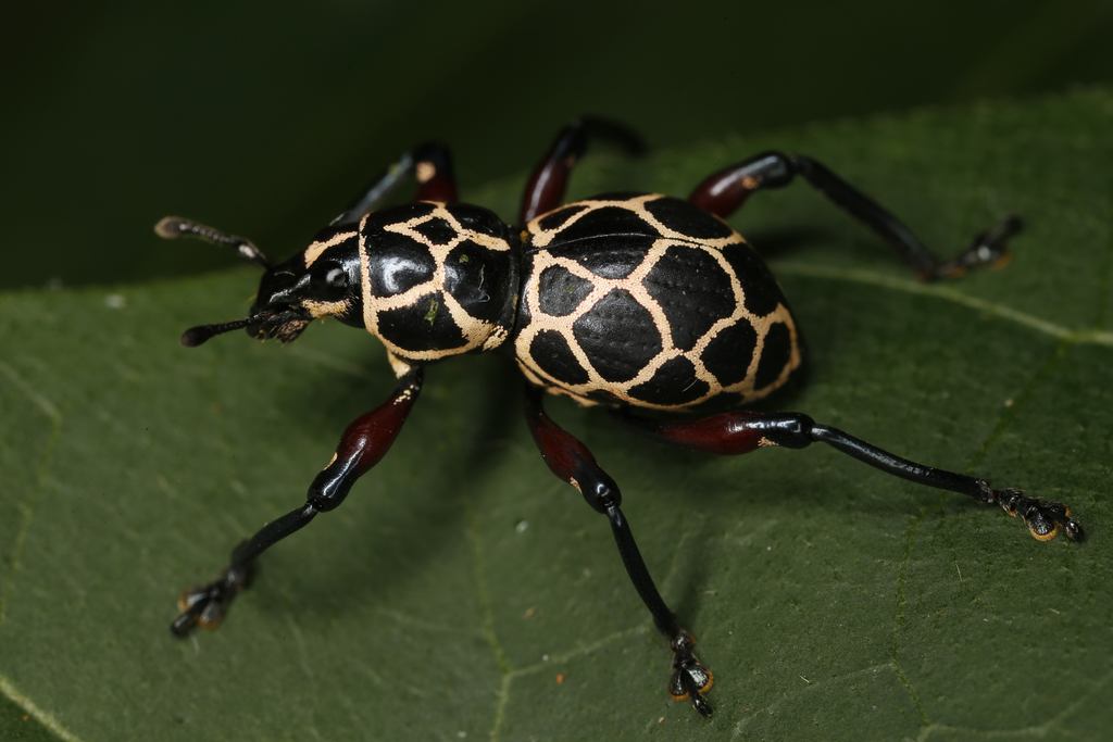Pachyrhynchus reticulatus from Los Baños, Provinz Laguna, Philippinen ...