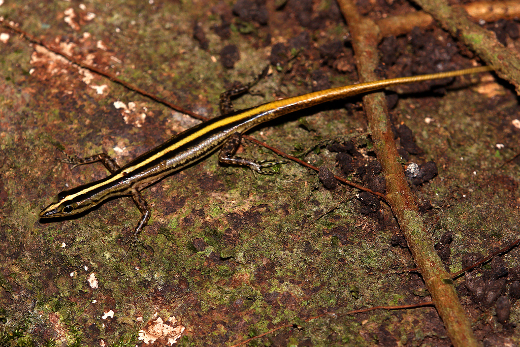 Yellow-striped Slender Tree Skink from Los Baños, Provinz Laguna ...