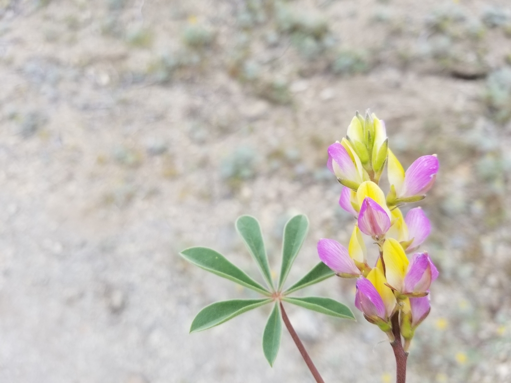 Harlequin Lupine from 36723 Peterson Rd, Auberry, CA 93602, USA on May ...
