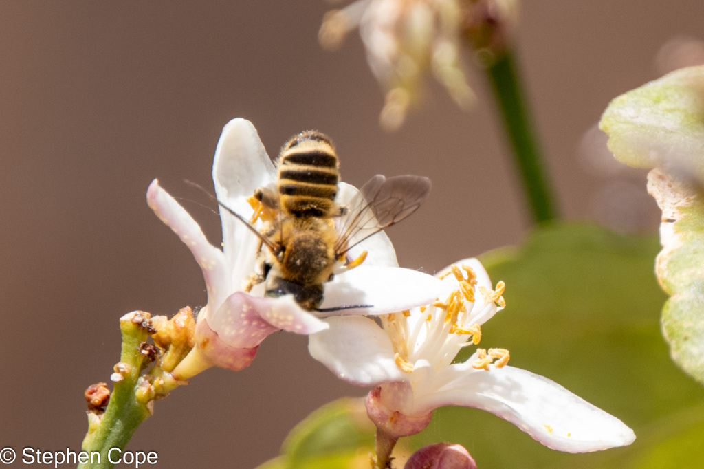 Banded Mud Bee from Almanzora, Almería, Spain on May 20, 2024 at 12:40 ...