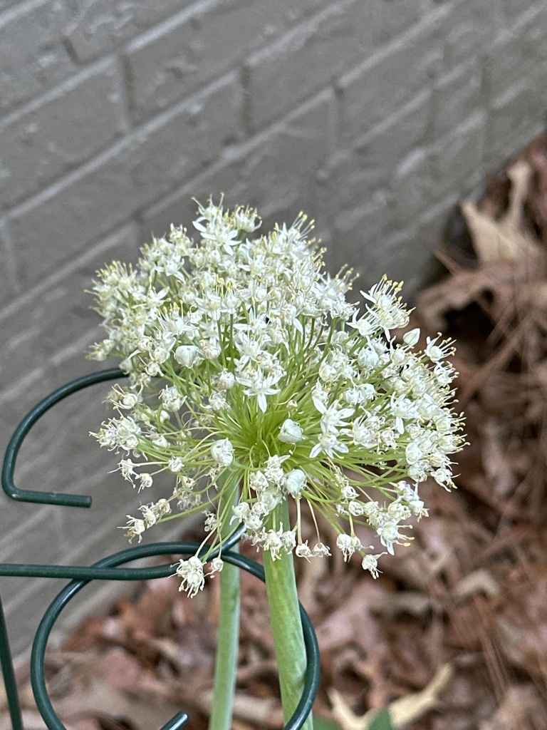 Common Onion from Nolen St, Birmingham, AL, US on May 20, 2024 at 07:48 ...
