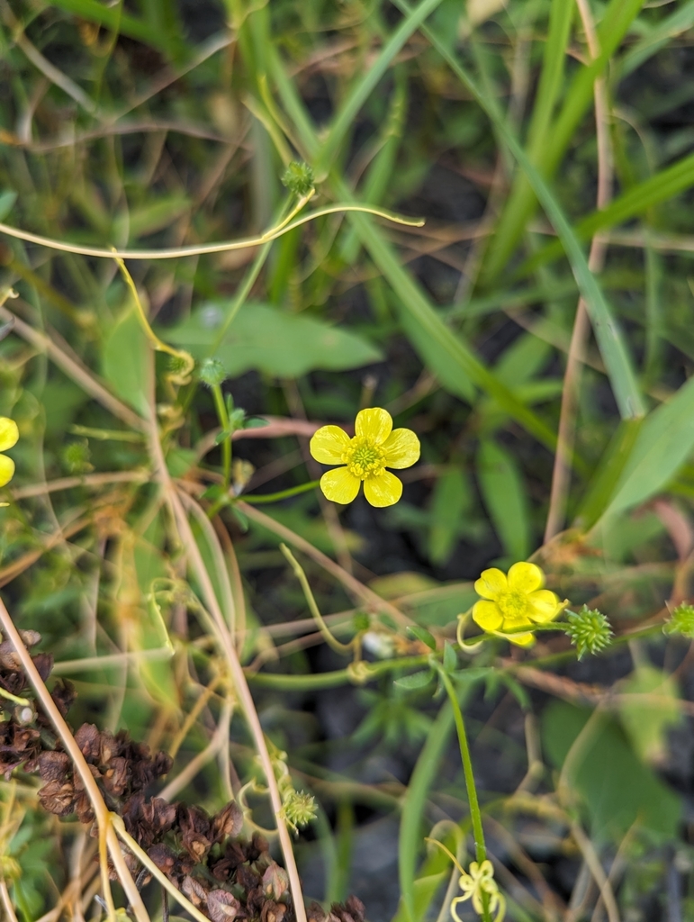Early Buttercup from Santa Clara, TX 78124, USA on May 20, 2024 at 09: ...