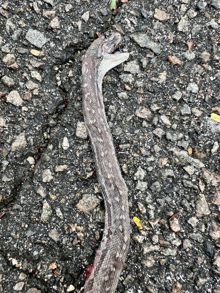 Chilabothrus strigilatus strigilatus in May 2024 by novah21 ...