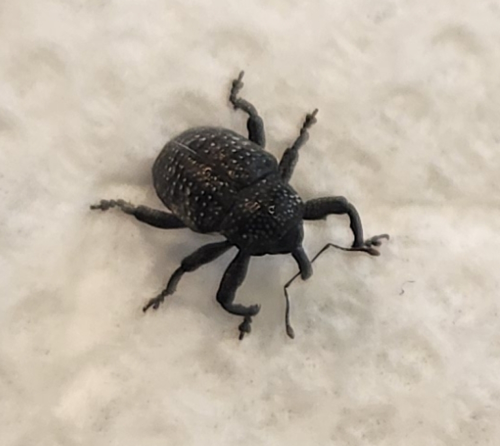 Cowpea Curculio from Oklahoma City, OK 73165, USA on May 20, 2024 at 08 ...