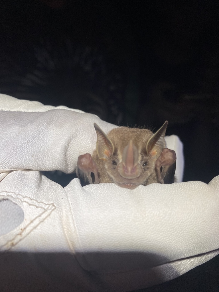 Seba's Short-tailed Bat from Orange Walk, BZ on May 16, 2024 at 07:30 ...