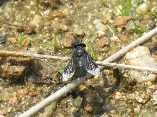 Chrysops japonicus · iNaturalist United Kingdom