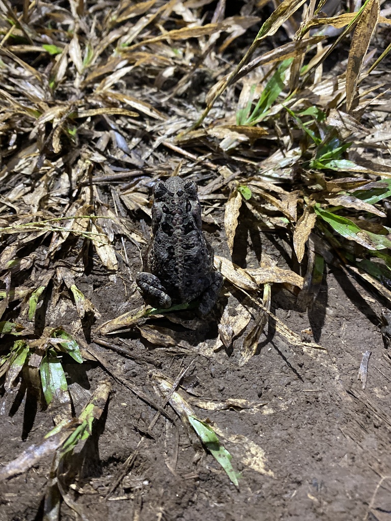 Beaked Toads from Shushufindi, EC-SU, EC on May 18, 2024 at 12:46 AM by ...