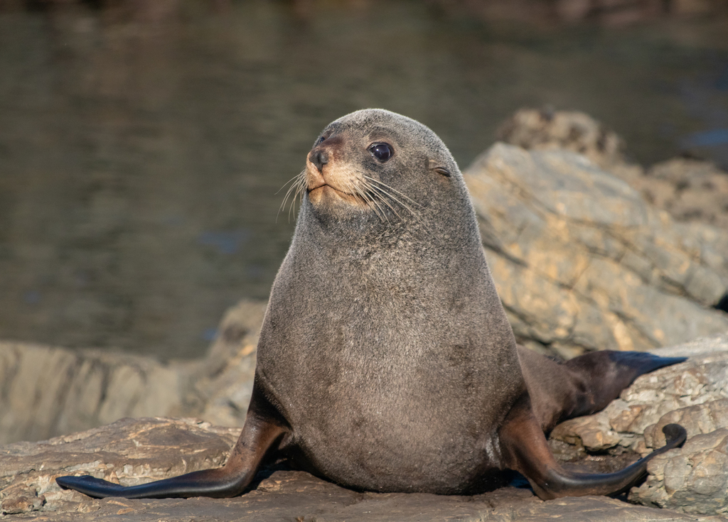 Eared Seals (Otariidae) - Know Your Mammals