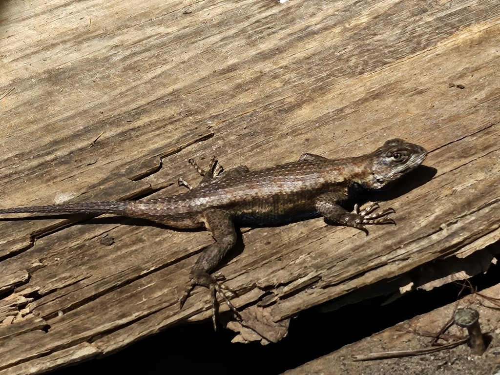 Eastern Fence Lizard from Claremont, NC 28610, USA on May 20, 2024 at ...