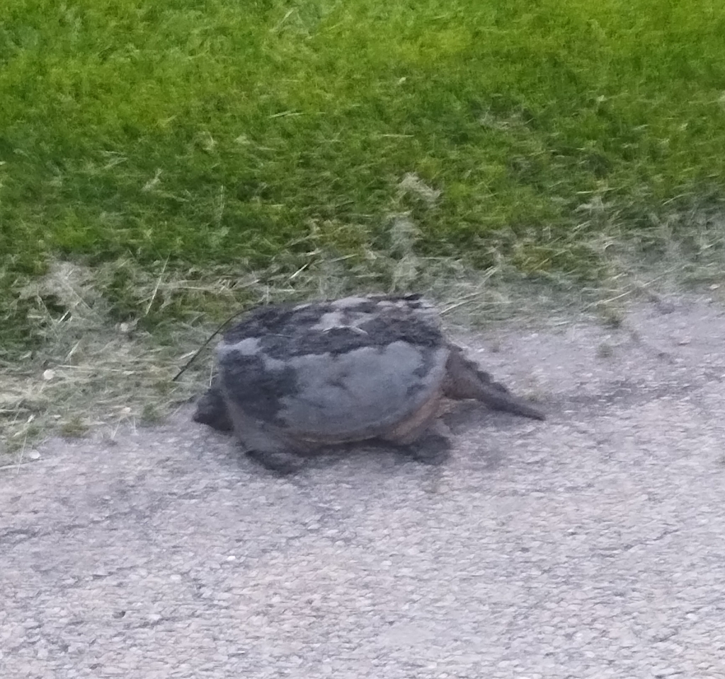 Common Snapping Turtle from Lincoln Park, Chicago, IL, USA on May 16 ...