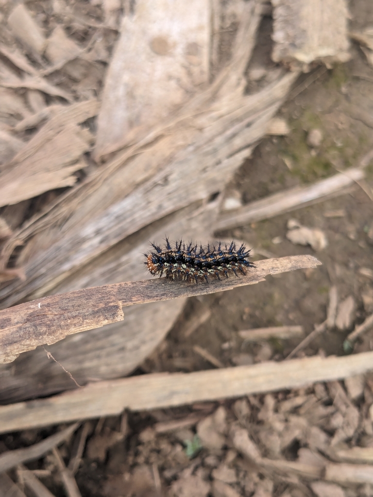 Common Buckeye from Lexington, KY 40511, USA on May 20, 2024 at 12:59 ...