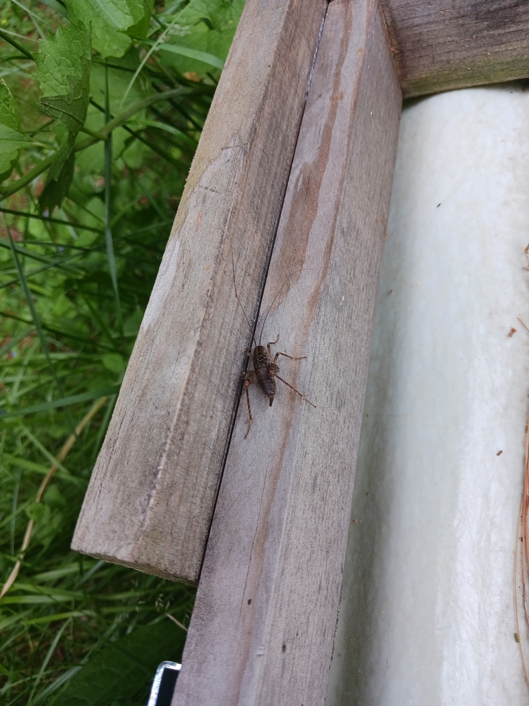 Camel Crickets, Cave Crickets, and Cave Wēta from West Chicago, IL ...
